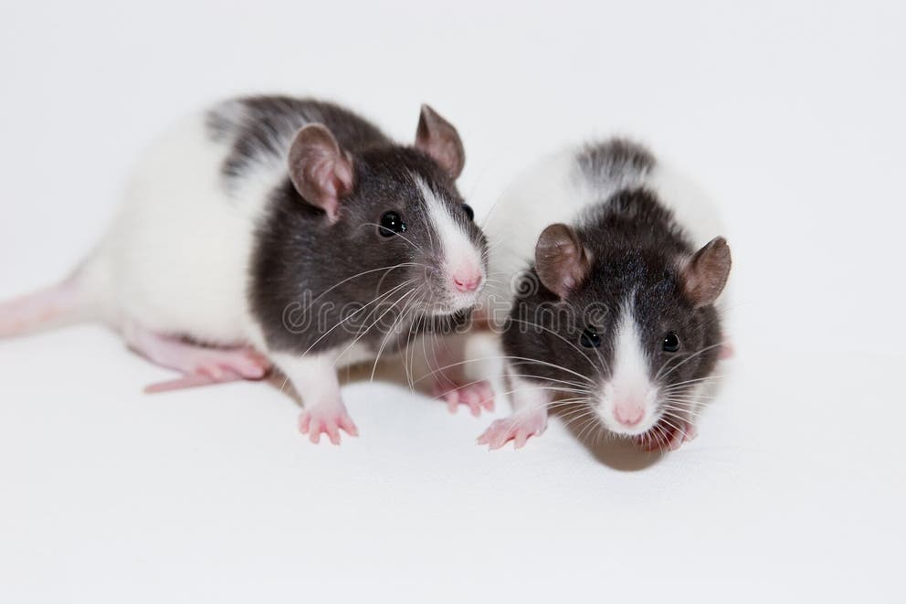 Baby rats stock image. Image of rats, white, fluffy, mouse - 19244195