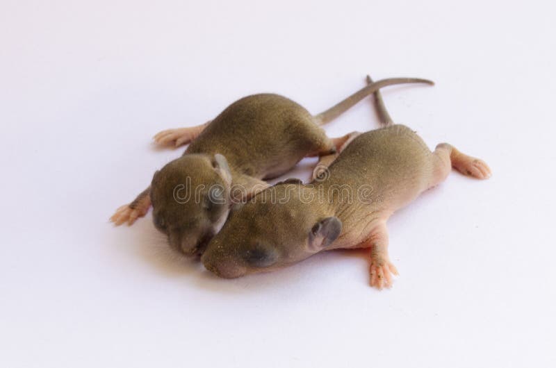 Newborn 6 baby rats stock photo. Image of born, mammal - 103662212