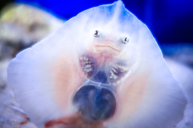 Baby Ray Fish Face Close-up View Stock Image - Image of smile, closeup ...