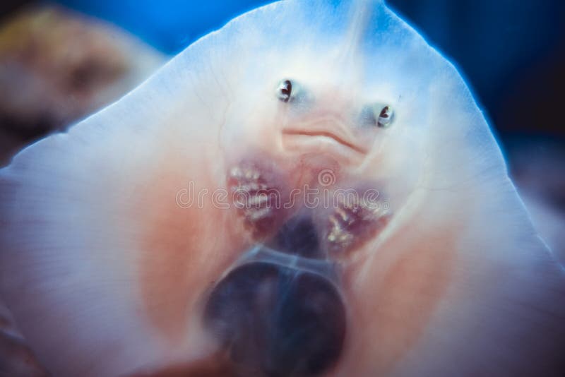 Baby Ray Fish Face Close-up View Stock Image - Image of body, coral ...