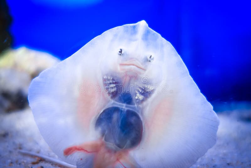 Baby Ray Fish Face Close-up View Stock Photo - Image of beauty, blue ...