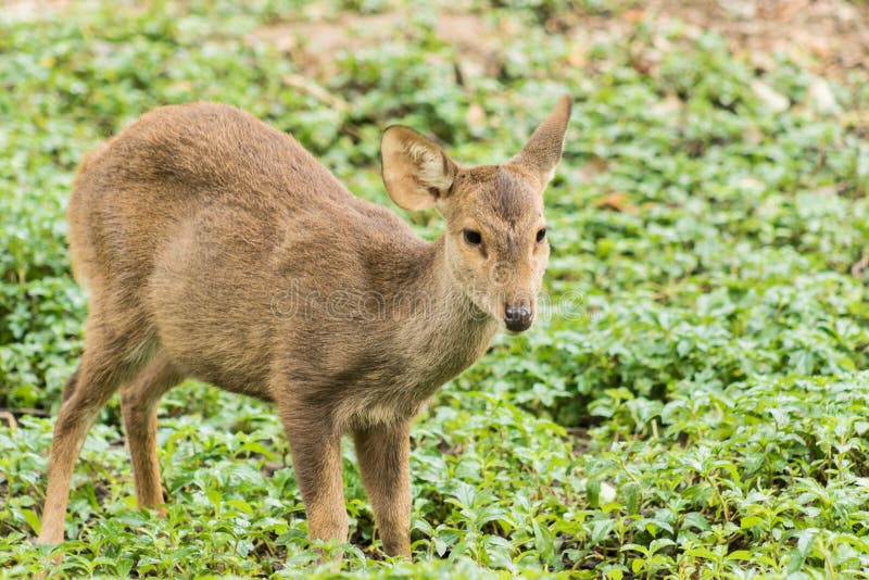 Baby red antelope stock photo. Image of ecology, wildlife - 58680964