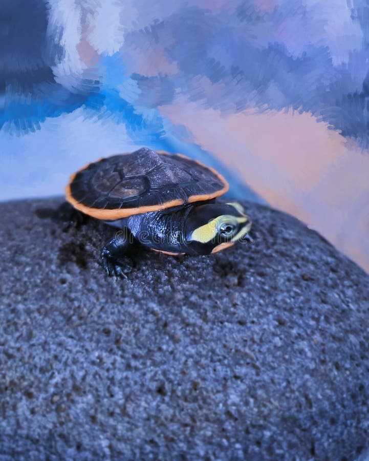 Baby Red Bellied Short-necked Turtle Stock Photo - Image of necked ...