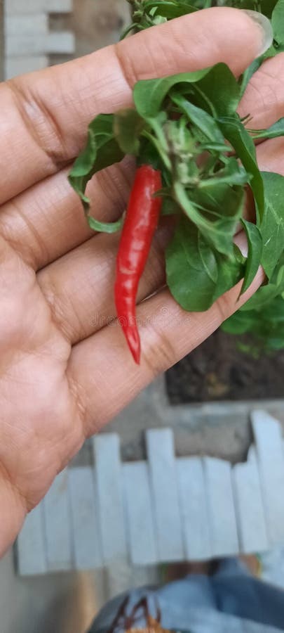 690 Finger Chilli Red Stock Photos - Free & Royalty-Free Stock Photos ...