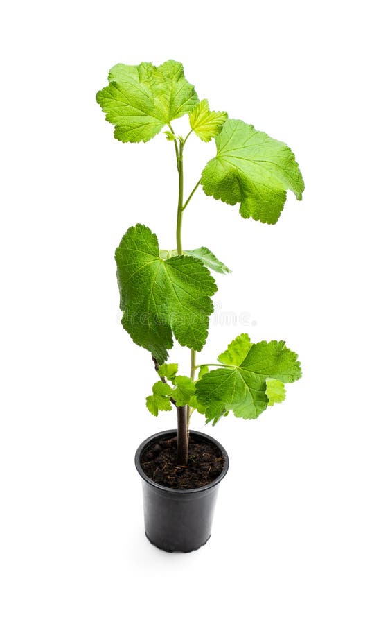 Baby Red Currant Plant in Black Pot Isolated on White Stock Image ...