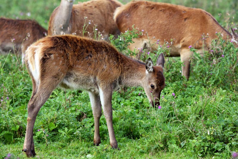 Baby red deer stock image. Image of hoofed, newborn, family - 24289057