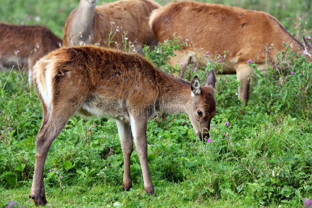 Baby red deer stock image. Image of hoofed, newborn, family - 24289057