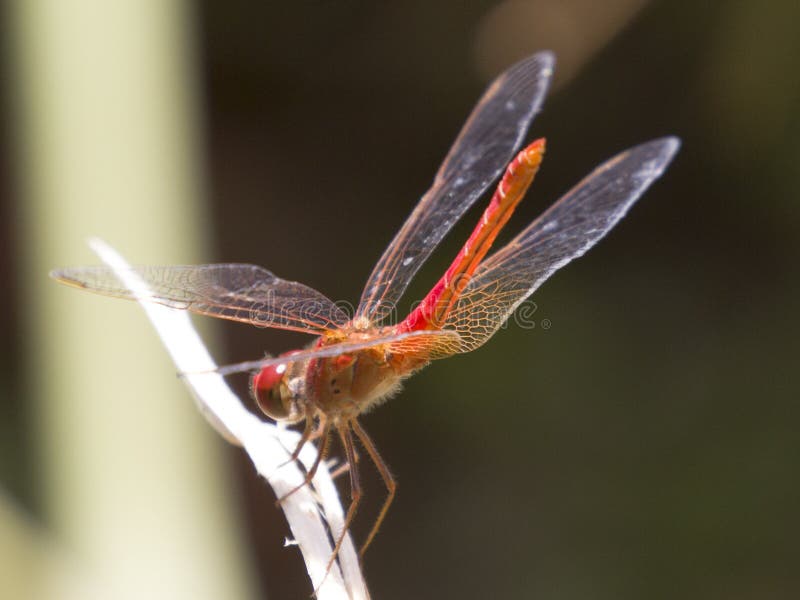 Baby Red Dragonfly stock image. Image of garden, posing - 149926175