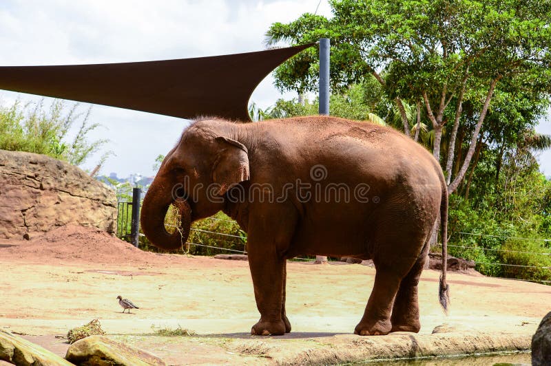 Baby Red Elephant stock photo. Image of animal, australia - 280794482