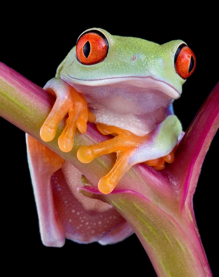 Baby red-eyed tree frog stock image. Image of frog, green - 5990109