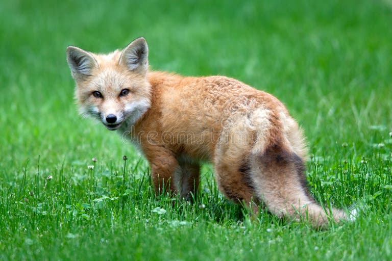 7,651 Baby Red Fox Stock Photos - Free & Royalty-Free Stock Photos from ...