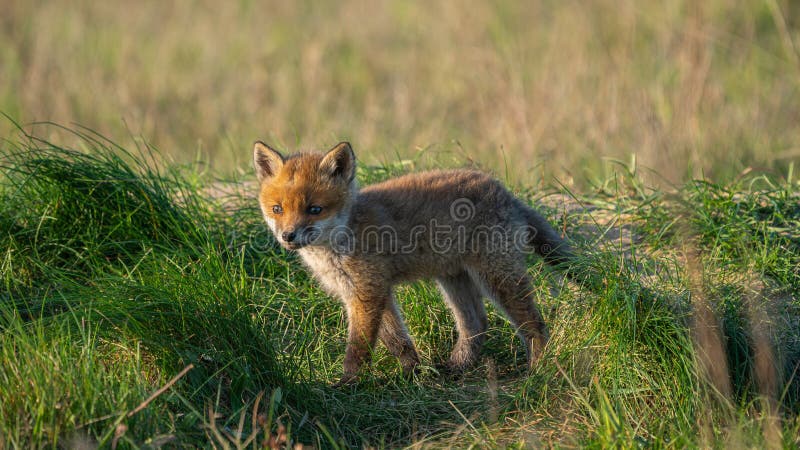 Baby Red Fox (Vulpes Vulpes) Near Den Stock Image - Image of animal ...