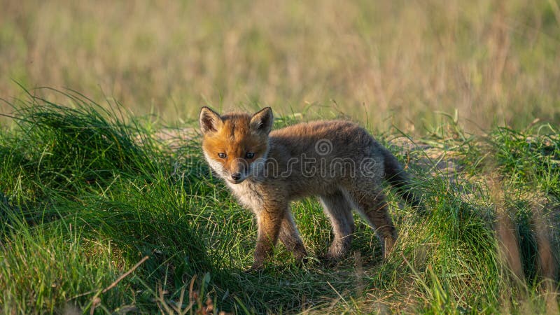Baby Red Fox (Vulpes Vulpes) Looks at the Camera Stock Image - Image of ...