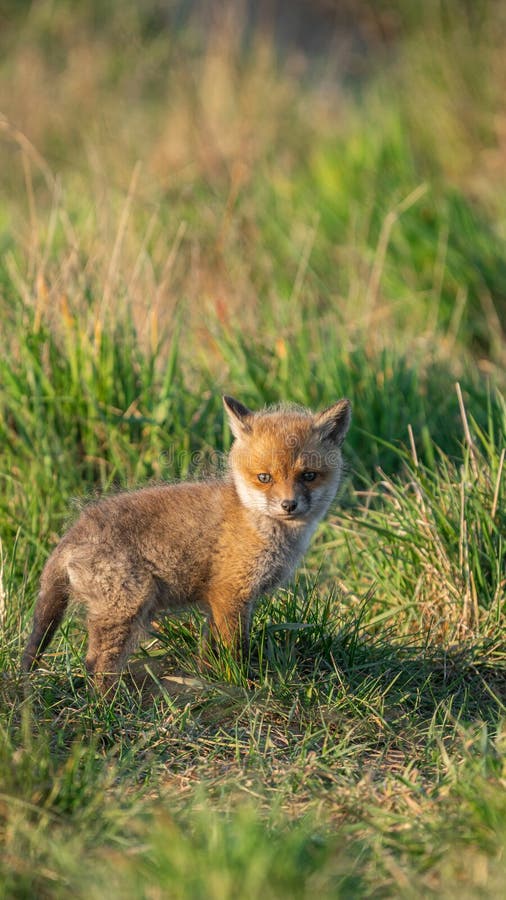 Baby Red Fox (Vulpes Vulpes) Looks at the Camera Stock Photo - Image of ...