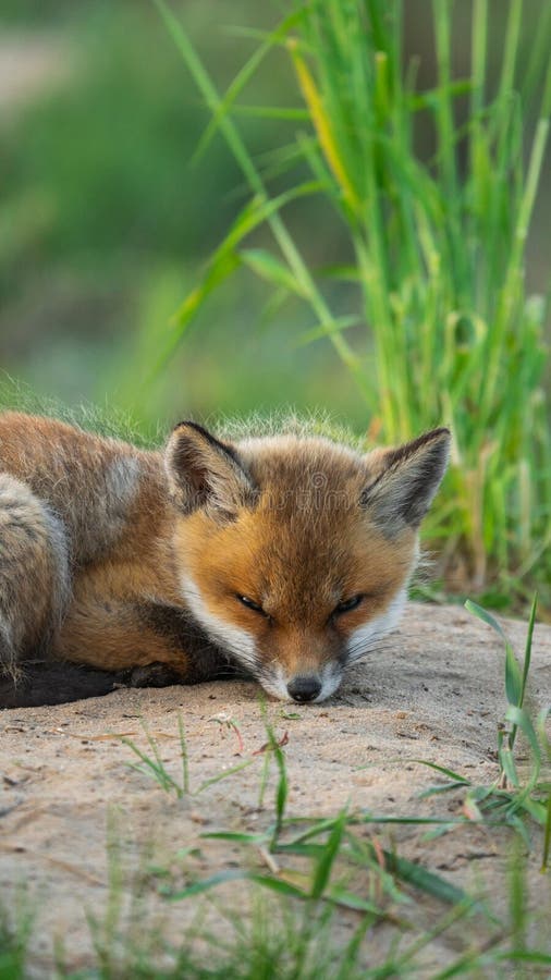 Baby Red Fox (Vulpes Vulpes) Sleeping on the Sand Near Den Stock Photo ...