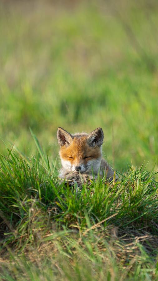 Baby Red Fox (Vulpes Vulpes) Basking in the Sun Stock Image - Image of ...