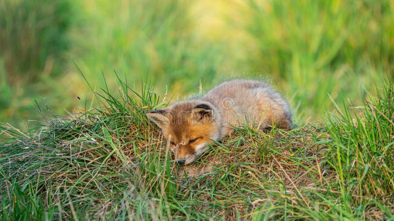 Baby Red Fox (Vulpes Vulpes) Sleeping on the Grass Near Den Stock Image ...