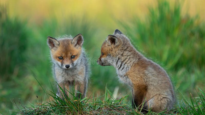Baby Red Foxes (Vulpes Vulpes) Playing on Green Grass Stock Photo ...