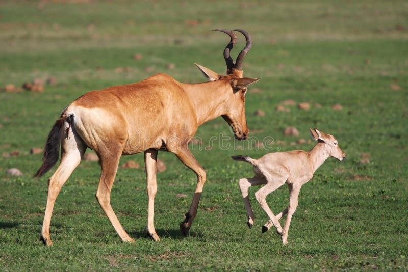 Baby Red Hartebeest Antelope and Mom Stock Image - Image of hartebeest ...