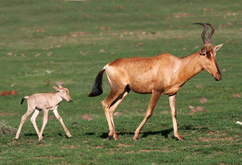 Baby Red Hartebeest Antelope and Mom Stock Image - Image of hartebeest ...