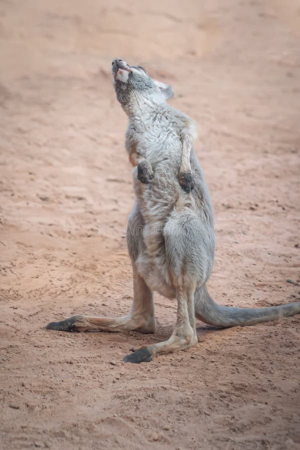 Baby Red Kangaroo Scratching Stock Photo - Image of environment ...