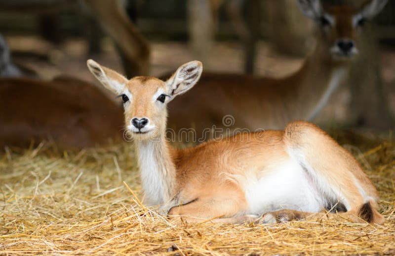 Baby red lechwe stock photo. Image of nature, female - 142854828