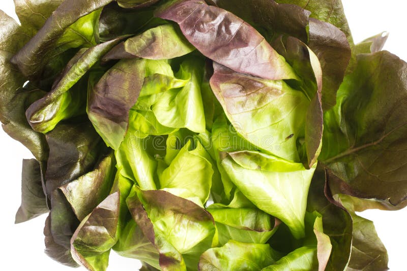 Baby Endive stock photo. Image of fiber, endive, isolated - 14211356