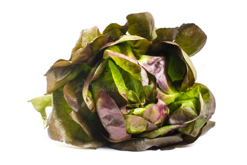 829 Baby Endive Stock Photos - Free & Royalty-Free Stock Photos from ...