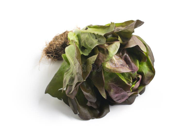 829 Baby Endive Stock Photos - Free & Royalty-Free Stock Photos from ...