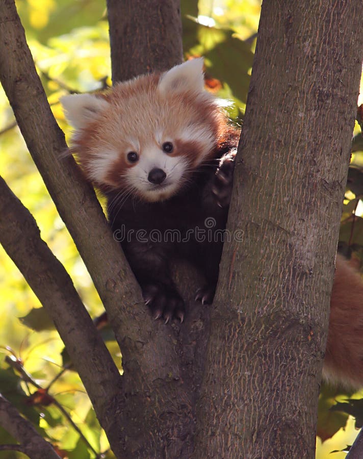 Baby Red Panda stock photo. Image of endangered, baby - 11306092