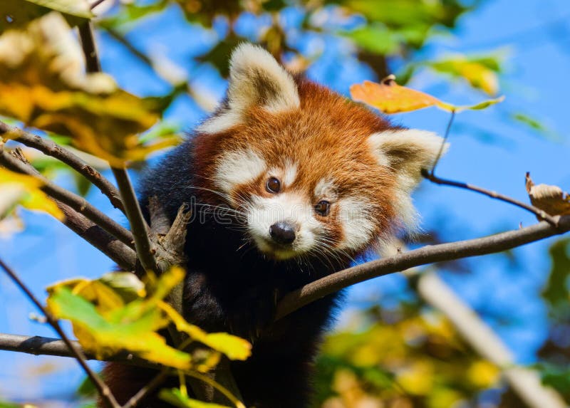Baby red panda stock photo. Image of cute, tree, panda - 16692404