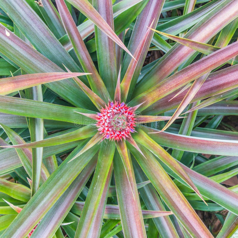 A Baby Red Pineapple in Garden and Have Red Color Stock Photo - Image ...