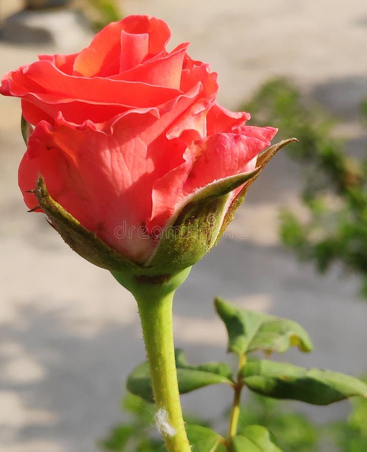 Baby red rose stock photo. Image of rose, tulip, baby - 198306654