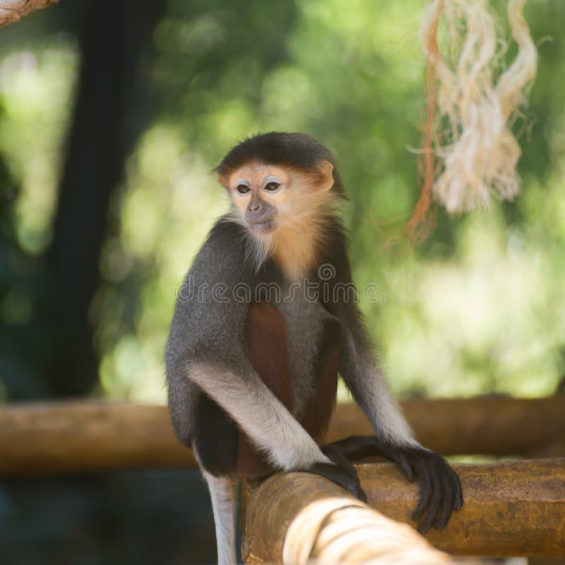 A Baby Red-shanked Douc Langur that Clings Cage Sit with Their P Stock ...