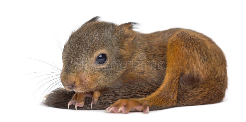109 Squirrel No Background Stock Photos - Free & Royalty-Free Stock ...
