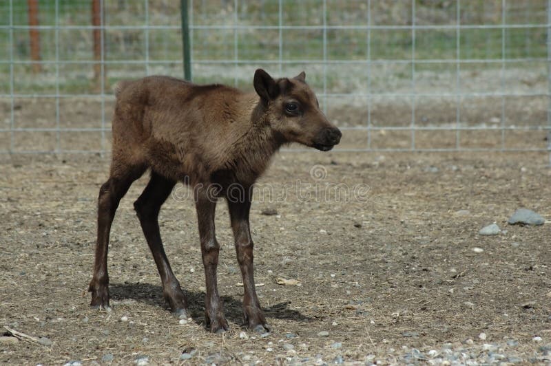 Baby Reindeer stock image. Image of tundra, brown, baby - 5134855