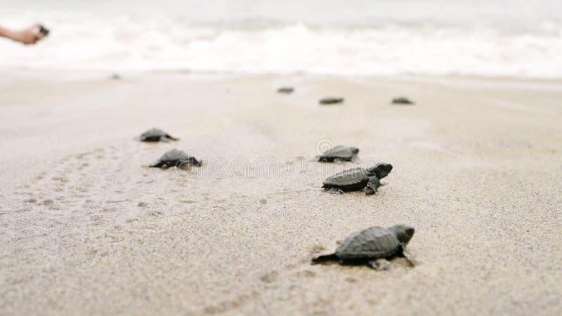 Hatchling Sea Turtles Scramble Over Sandy Beach Toward Ocean Waves ... Hatchling Sea Turtles Scramble Over Sandy Beach Toward Ocean Waves ...