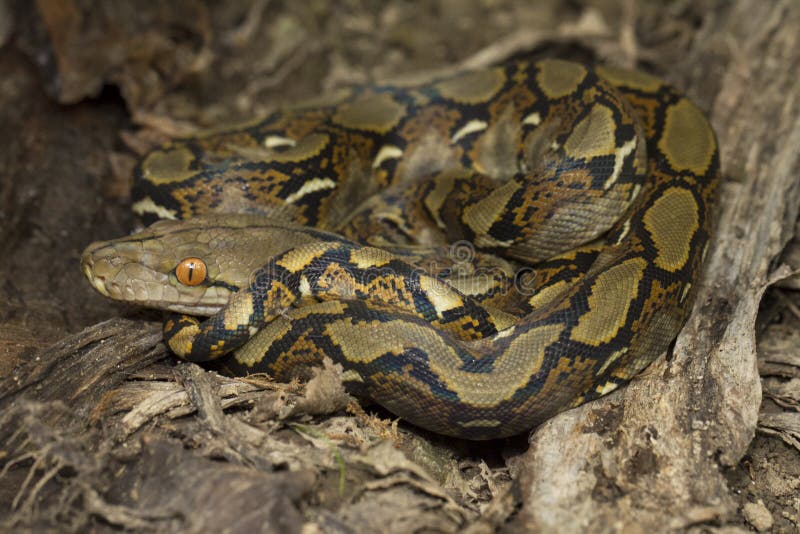 Baby Reticulated Python Python Reticulatus Stock Image - Image of ... Baby Reticulated Python Python Reticulatus Stock Image - Image of ...