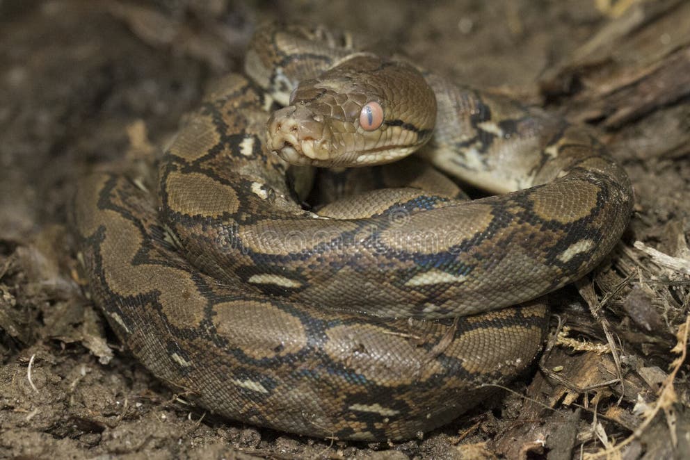 Baby Reticulated Python Python Reticulatus Stock Photo - Image of brown ...
