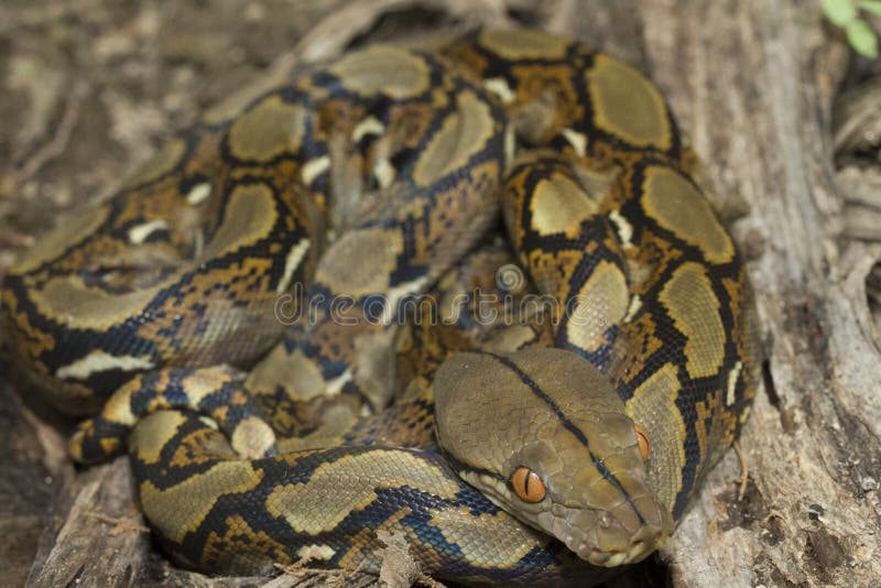 Reticulated Pythons Indonesia Stock Photos - Free & Royalty-Free Stock ...