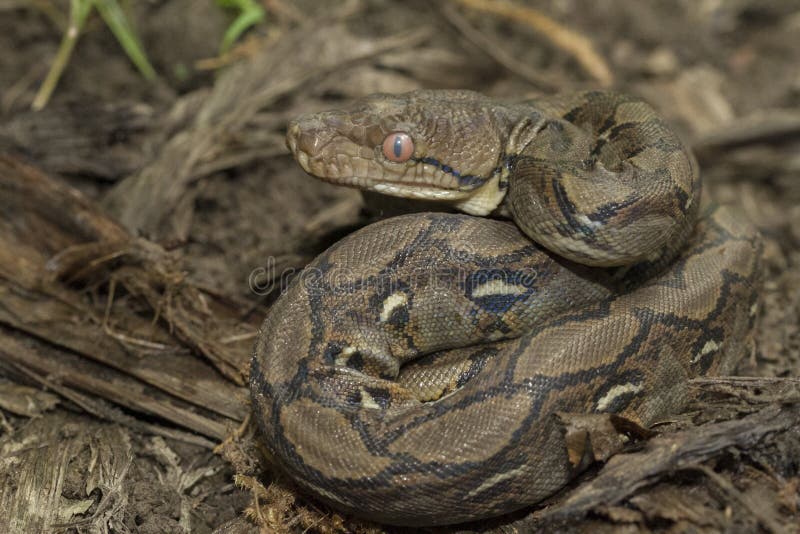 Baby Reticulated Python Python Reticulatus Stock Image - Image of fauna ... Baby Reticulated Python Python Reticulatus Stock Image - Image of fauna ...