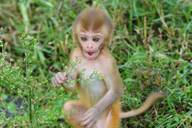 Baby rhesus macaque monkey stock image. Image of rhesus - 11439583