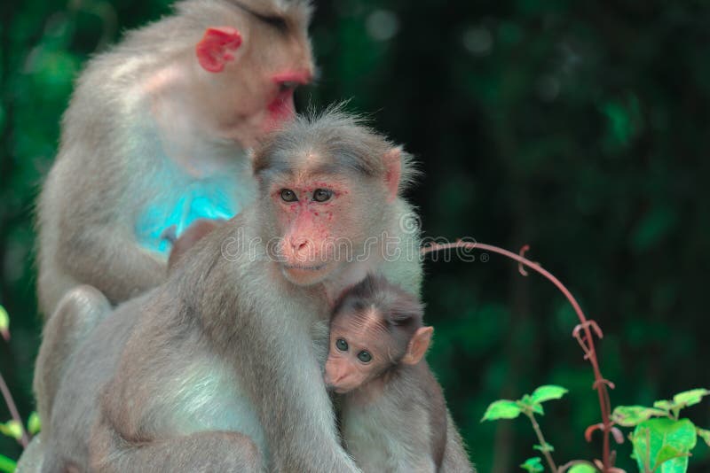 Baby Rhesus Macaque Monkey with Its Mother Stock Image - Image of ...