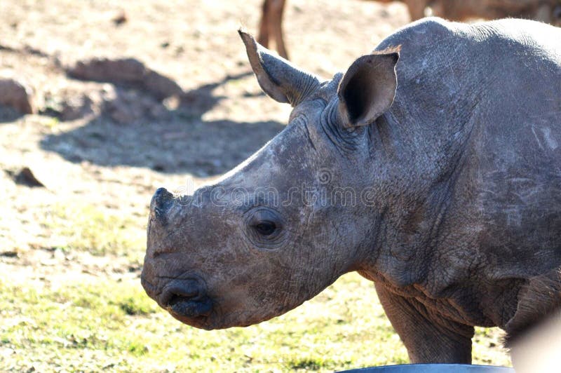 Little rhino stock photo. Image of eating, baby, mammal - 24470596