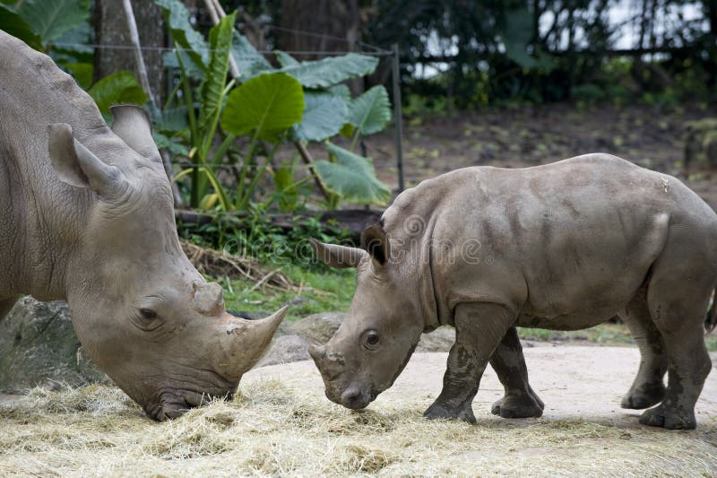 Baby rhinoceros stock image. Image of feeding, animals - 12274443