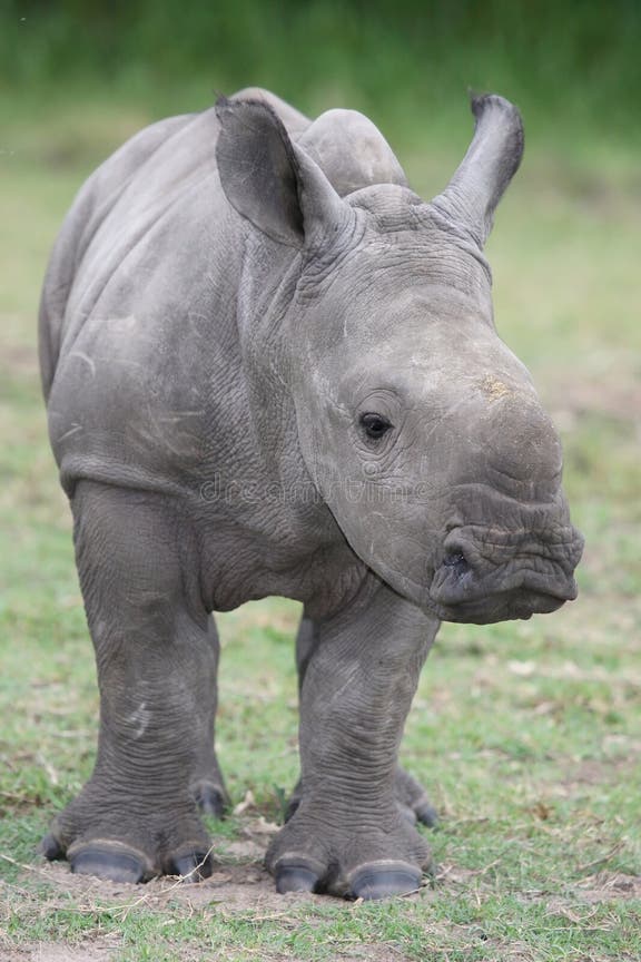 Baby Rhinoceros stock image. Image of herbivore, calf - 18734811