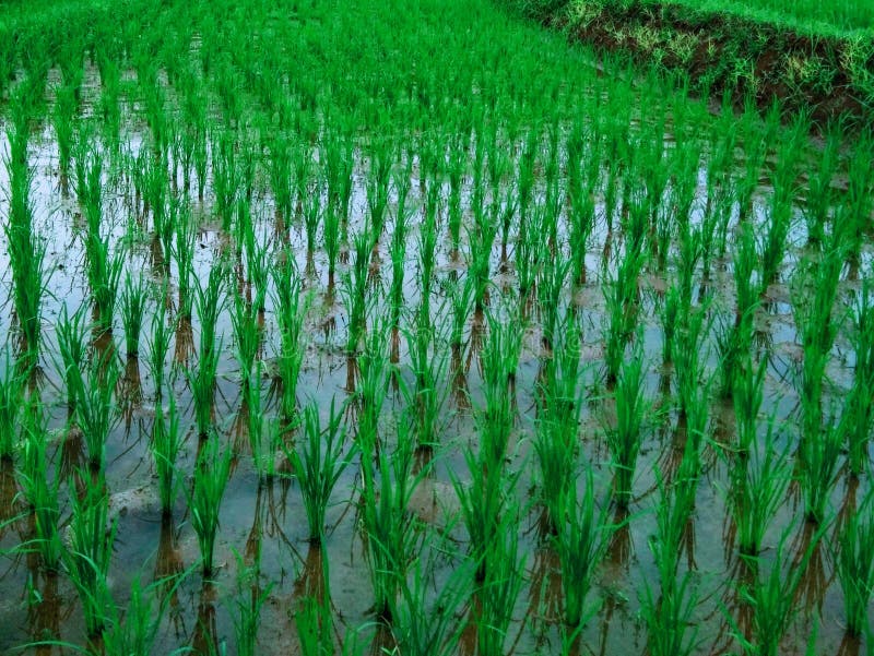 Baby Rice Tree at Organic Farm in Daylight. Stock Image - Image of ...