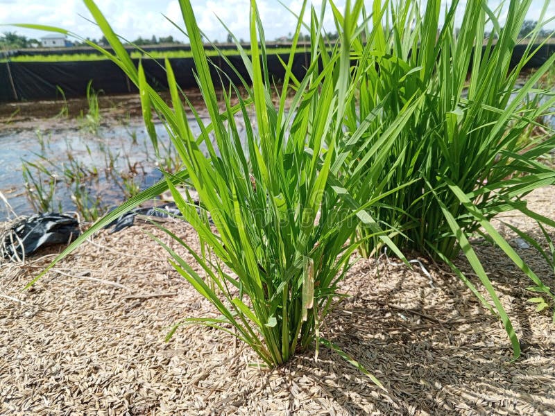 Baby Rice that Has Not Been Planted in the Rice Fields and Has Just ...