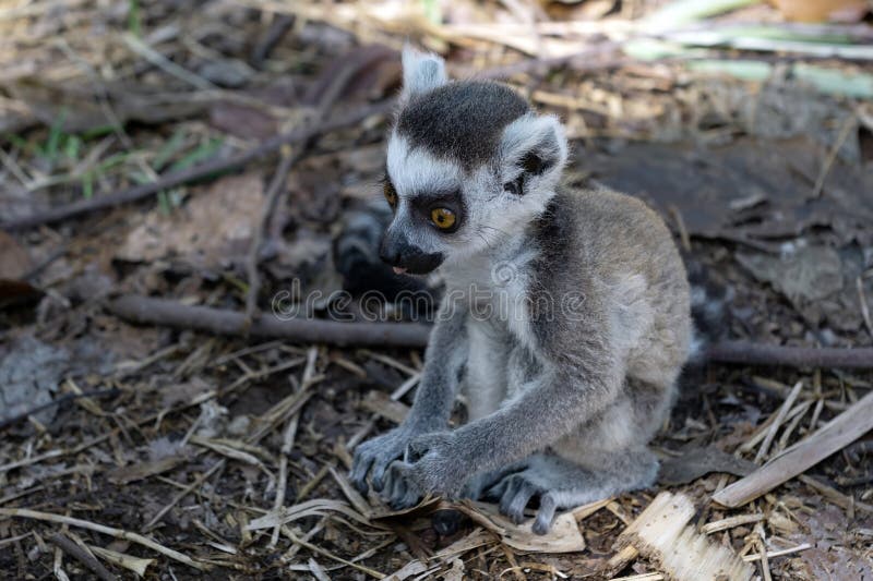 Baby Ring-tailed Lemur (Lemur Catta).Nature of Madagascar. Stock Photo ...