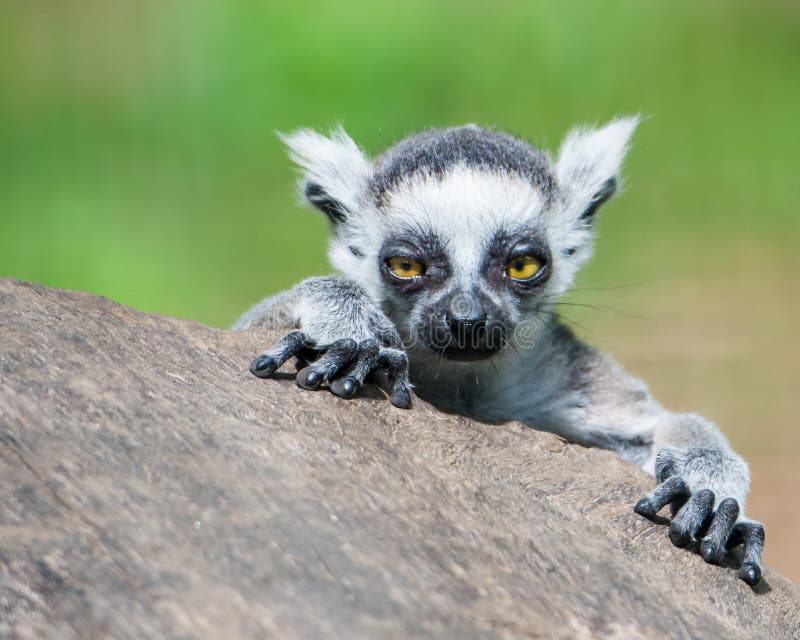 Baby Ring-Tailed Lemur III stock image. Image of states - 41837385